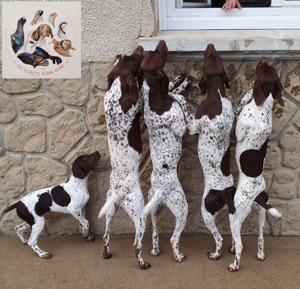 Accueil - Elevage Des Secrets D'une Reine - éleveur de chiens Braque ...